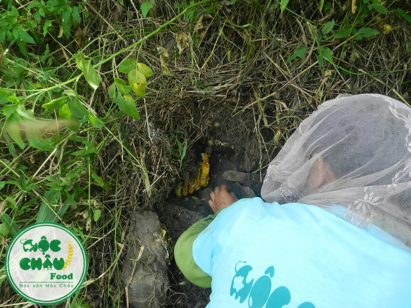 Đi lấy mật ong rừng cùng Mộc Châu Food