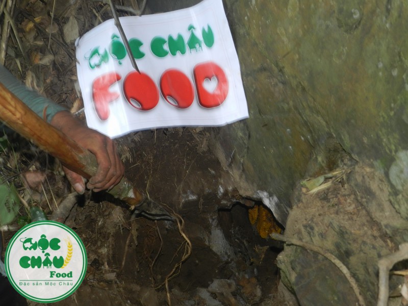 Đi lấy mật ong rừng cùng Mộc Châu Food